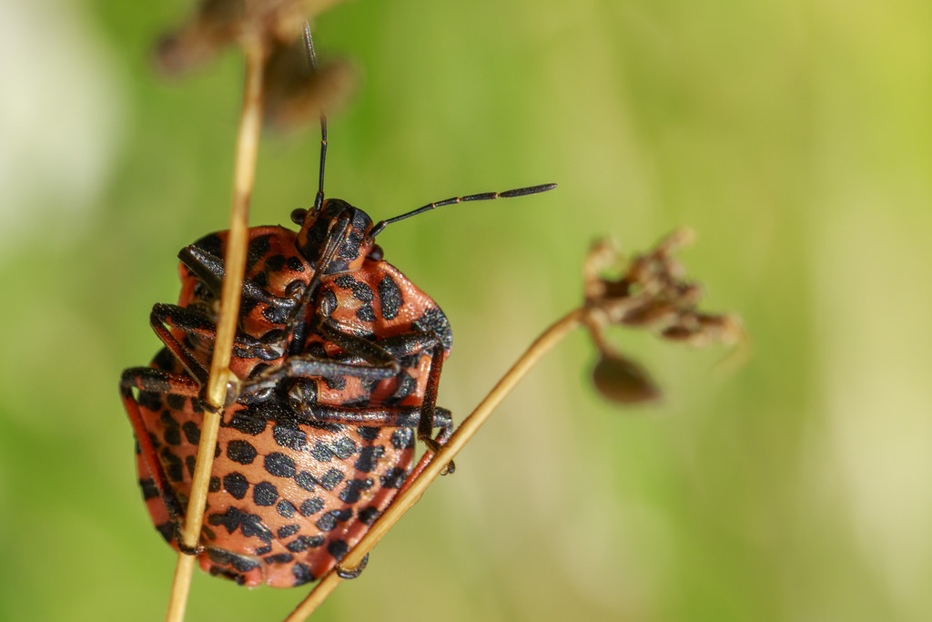 Graphosoma lineatum | FCT VIVA